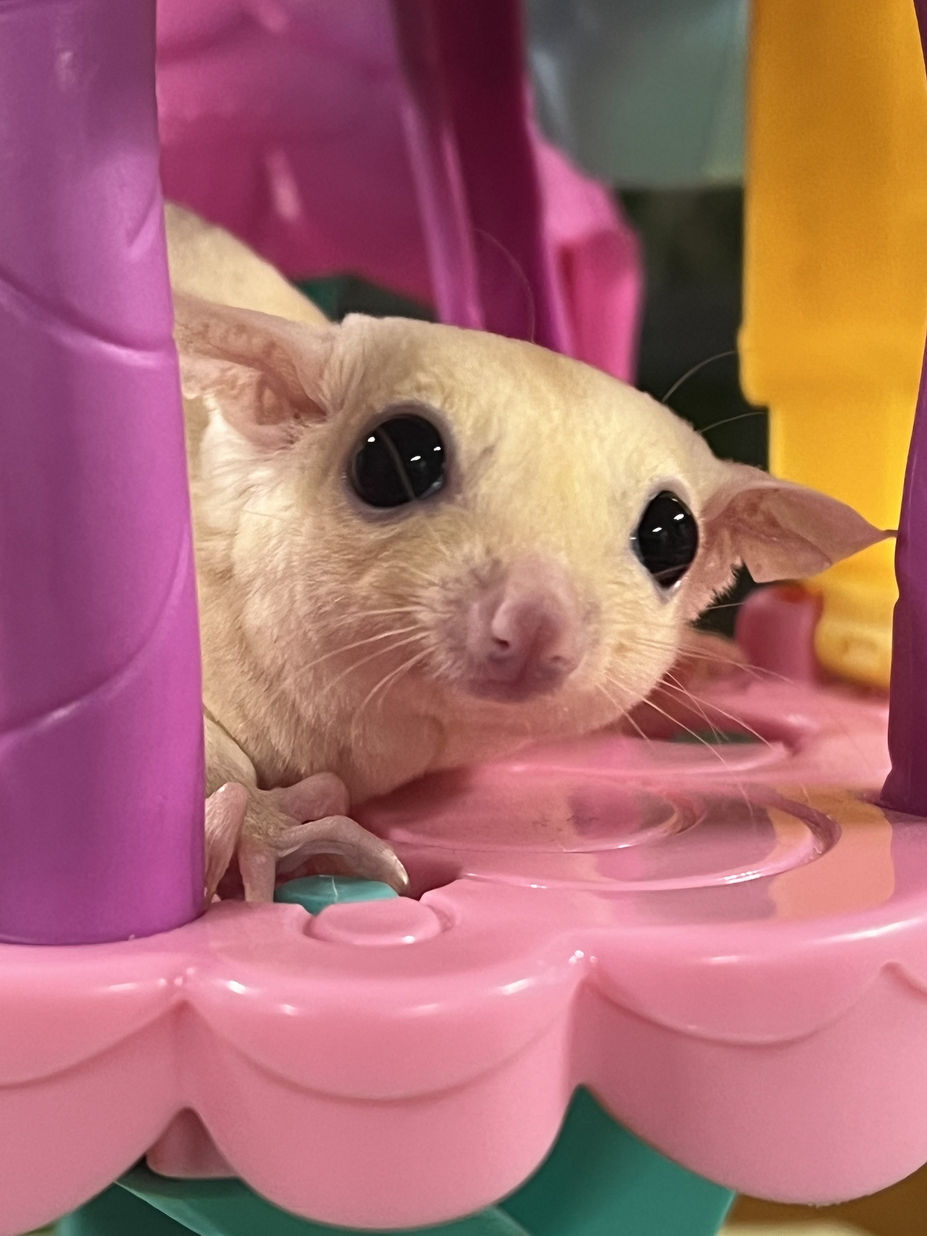 Sugar glider leucistic female - My Pet Exchange